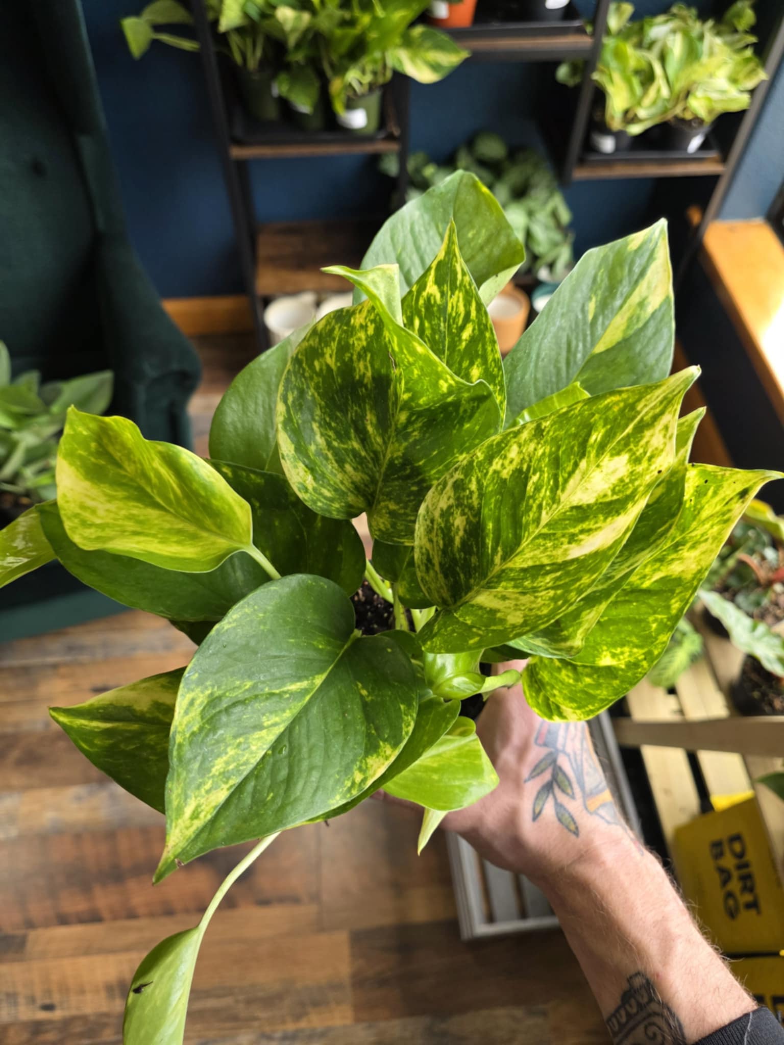 4" Pothos Golden Hi Color | Plants and Pages